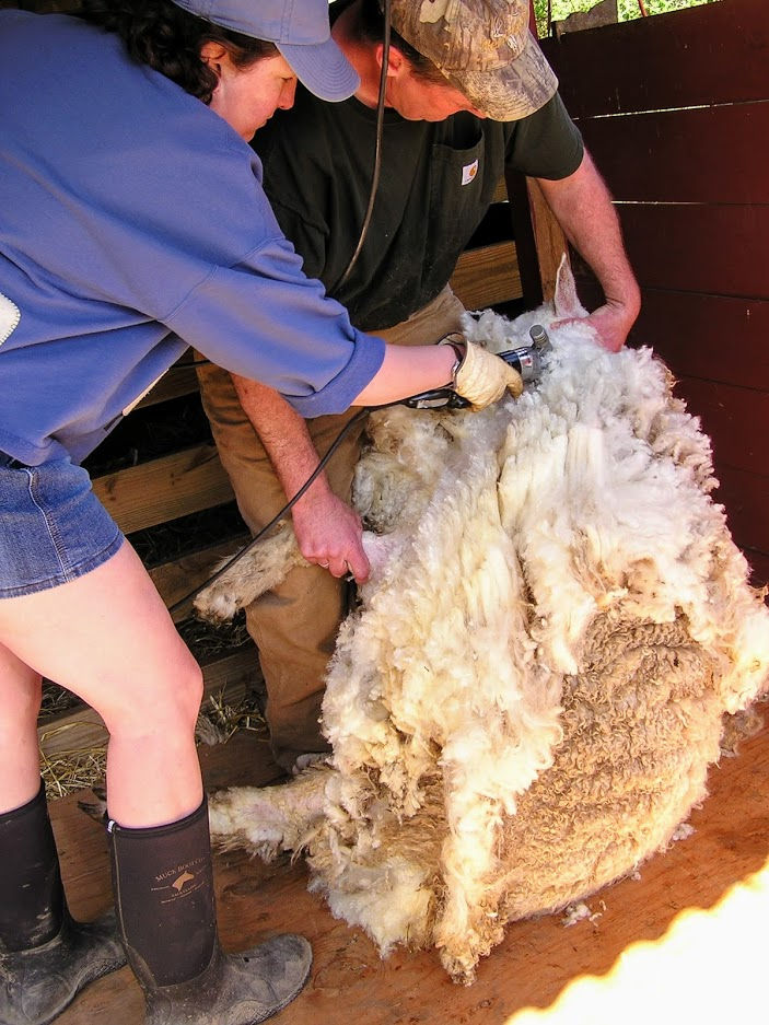 Shearing Day - Dances With Wool