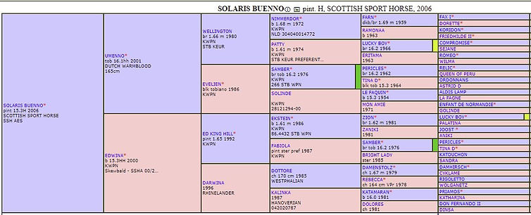 Solaris Buenno | Grandviewsporthorse