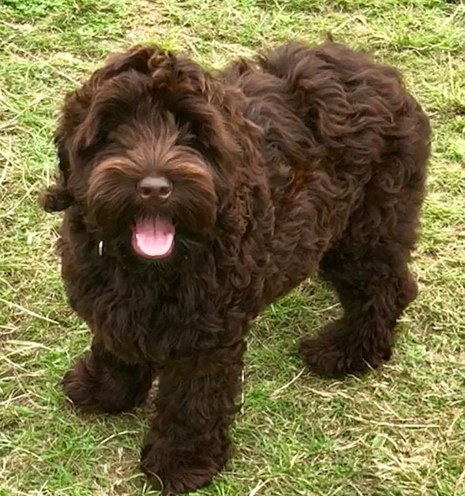 Australian Labradoodle Puppies