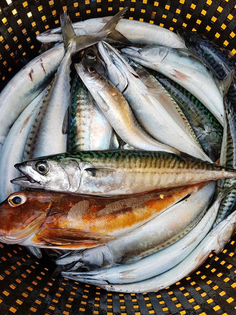 Fishing Trips Looe Sowenna