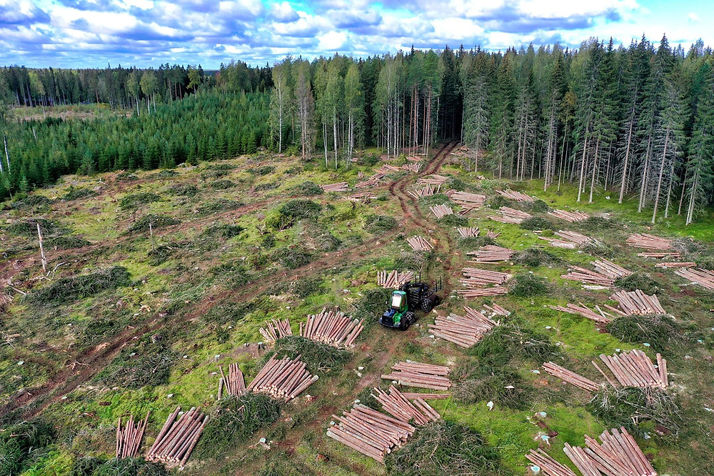 Will We Let Logging Silence the Song of Our Forests?