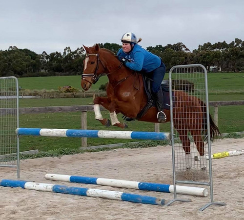 Ralph | Shory Park Horses