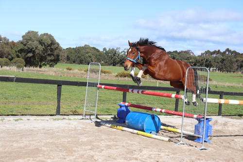 Bill | Shory Park Horses