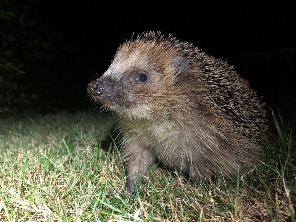 Resultaten zenderonderzoek leggen het geheime leven van de egel bloot