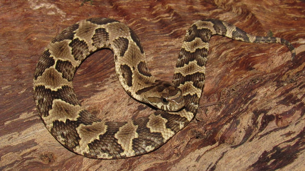 BOIPEVA, A COBRA-DE-MERREM