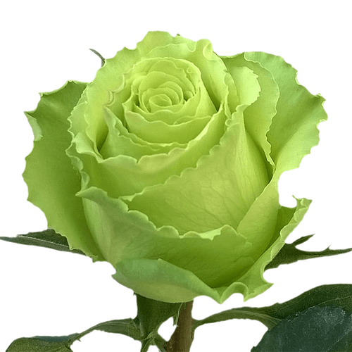 Limbo Roses Lime Green | UAFLO ROSES