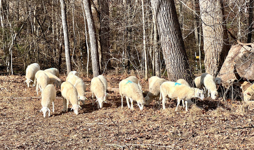 St. Croix ram lambs | Constitution Farms,