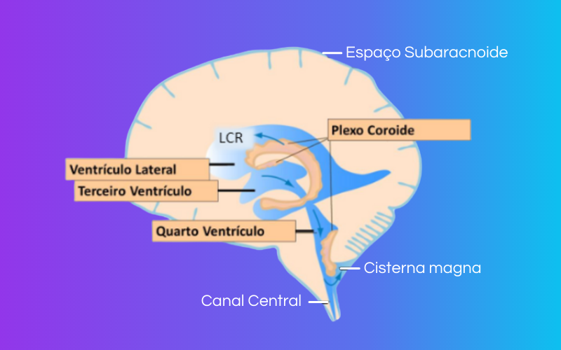 Neurocovid: A Covid-19 não é uma doença que prejudica só o pulmão!