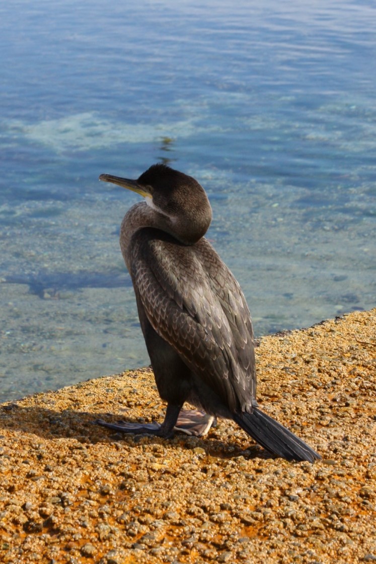 L'île | Location ile de Sein | Bretagne | 22quaidespaimpolais.com