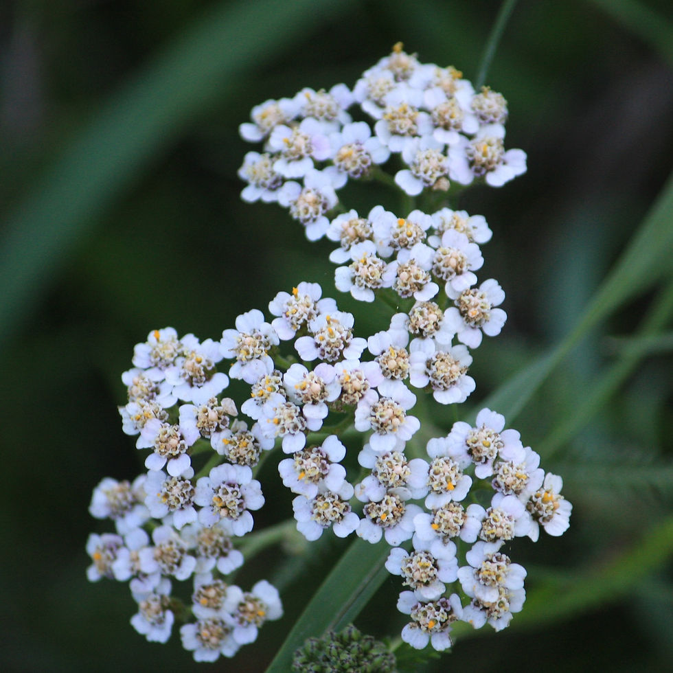 Plant of the Month | Yarrow