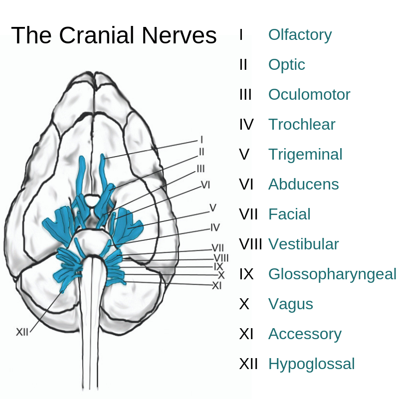 Understanding Cranial Nerve Testing
