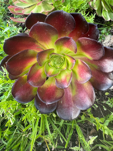 Aeonium Red Sun | Best Succulents USA