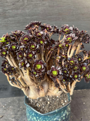 Rare Aeonium Shiny Black Princess crest (thick leaves) | Best ...