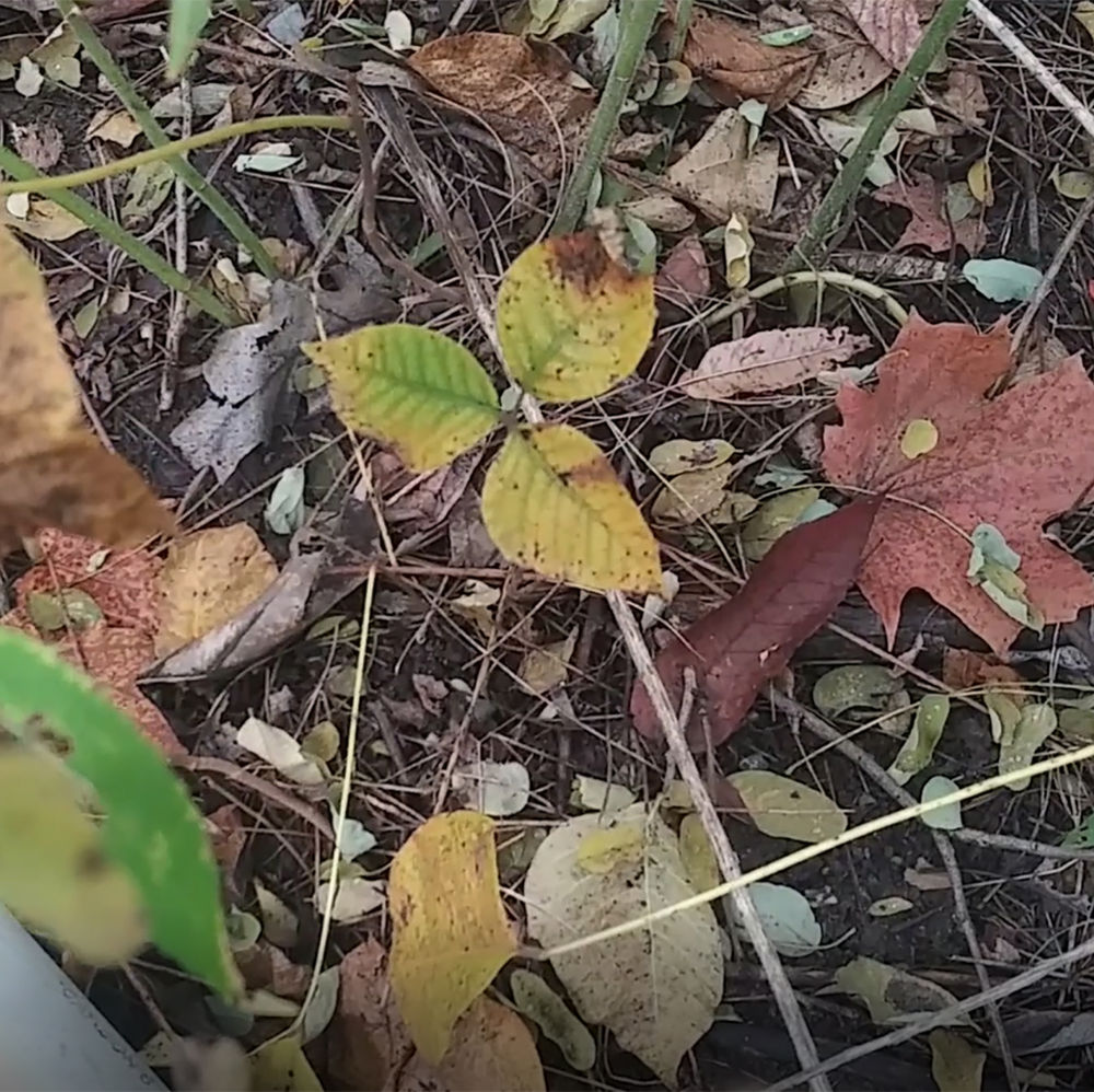 How To Spot Poison Ivy In The Autumn | CIPS