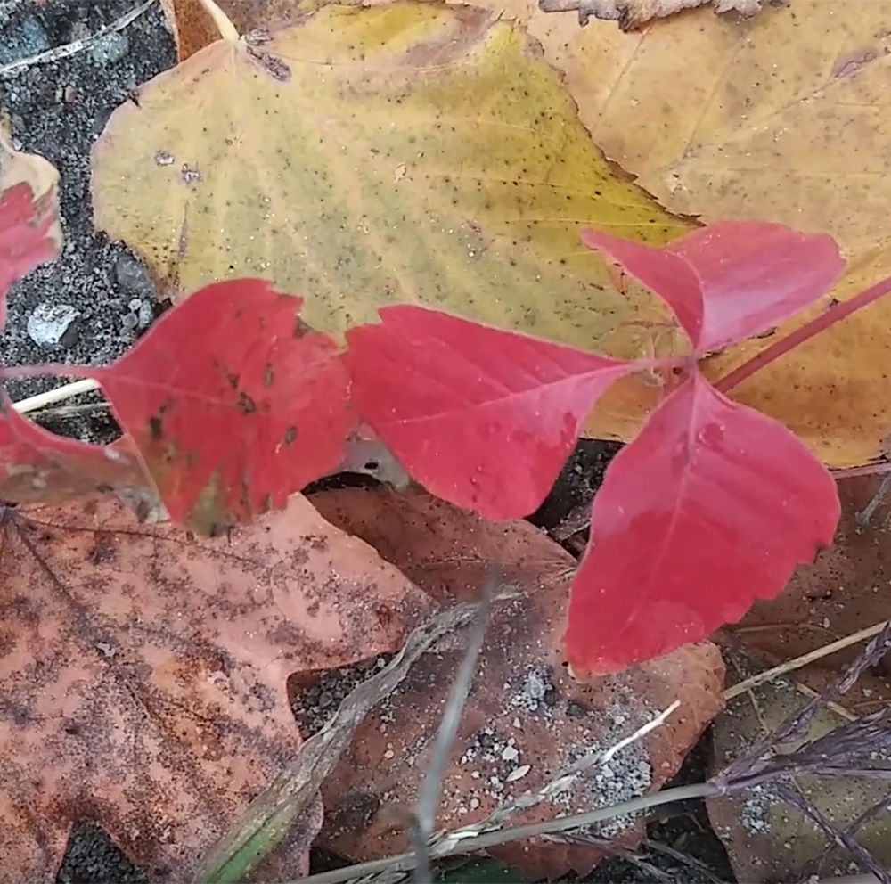 How To Spot Poison Ivy In The Autumn | CIPS