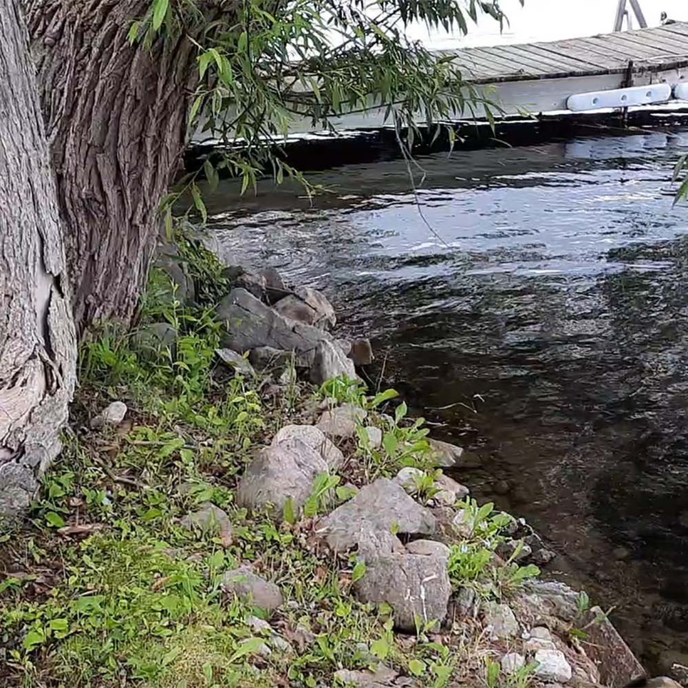 How Can Trees Prevent Erosion? Shoreline Bank Stabilization