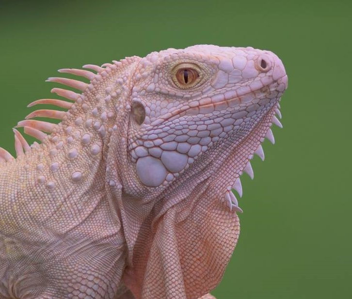 Product Page | The Coral Ranch