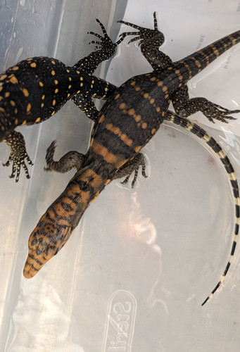 2023 Sulphur 100% Het Albino Water Monitor Baby (Varanus Salvator ...