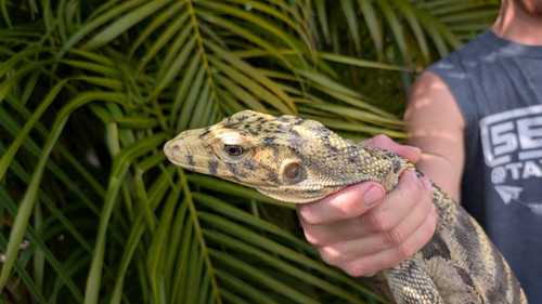 2022 USCBB Sulphur Water Monitor | The Reptile Ranch