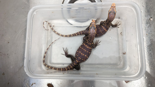 2024 Albino T+ 100% Het Sulphur Water Monitor Baby (Varanus Salvator ...