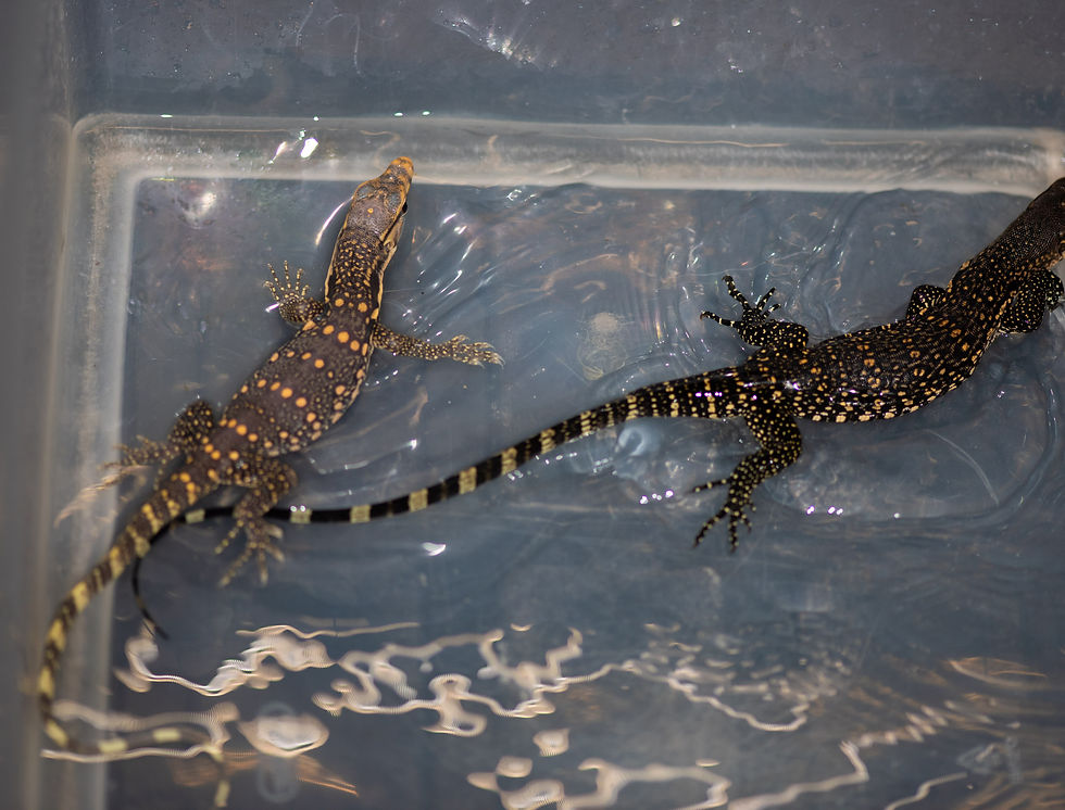 Reptile Breeder | The Reptile Ranch