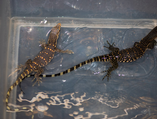 2024 T+ Albino 66% Het Sulphur Water Monitor | The Reptile Ranch