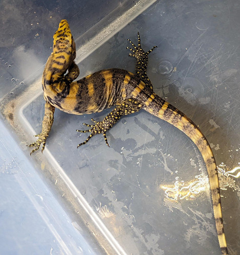 2022 USCBB Sulphur Water Monitor | The Reptile Ranch
