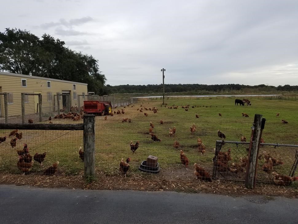 Farm Pics | lake-meadow-update