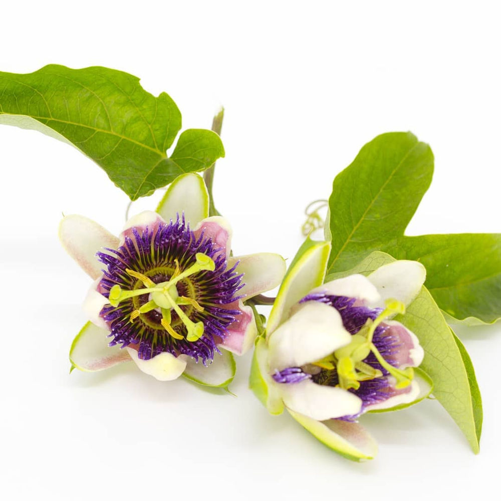 Pasiflora (Passiflora edulis)