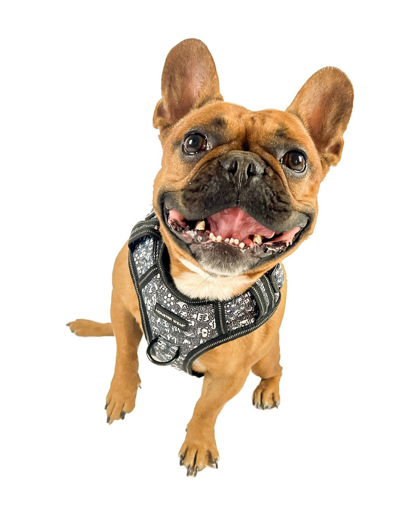 The Essential Guide to Dog Harnesses: Types, Fit, and Style