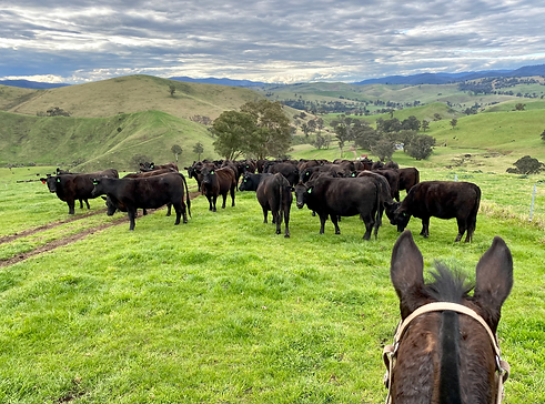 Home | Buchan Station Angus