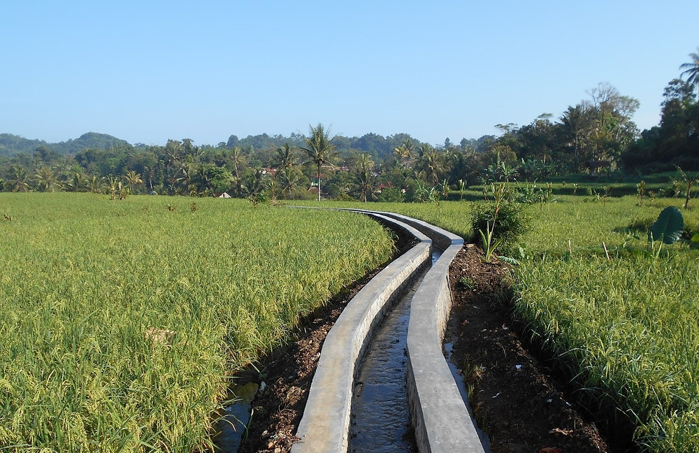 Pengelolaan Air di Pertanian Padi