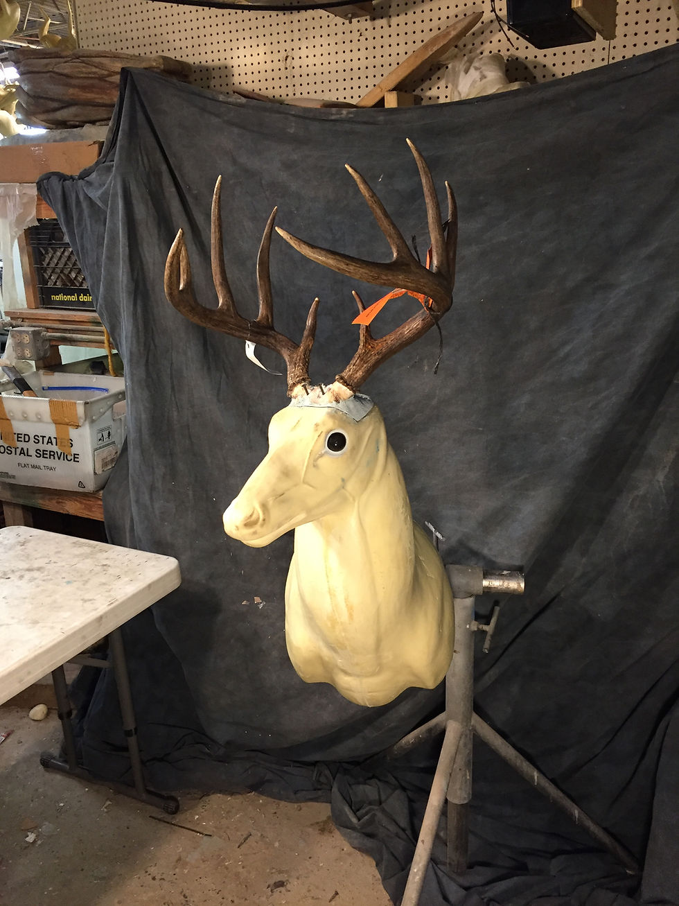 Archie Phillips Taxidermy Deer Forms Wholesale