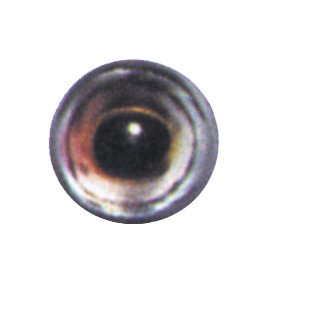 BLUEGILL FLEX EYES | Archiephillips