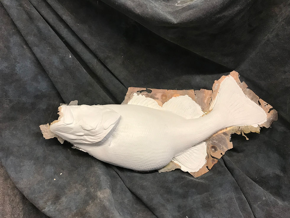 Archie Phillips Taxidermy Fish Reproductions