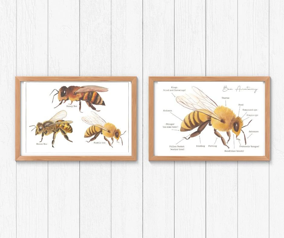 3 bee posters | BarefootChild