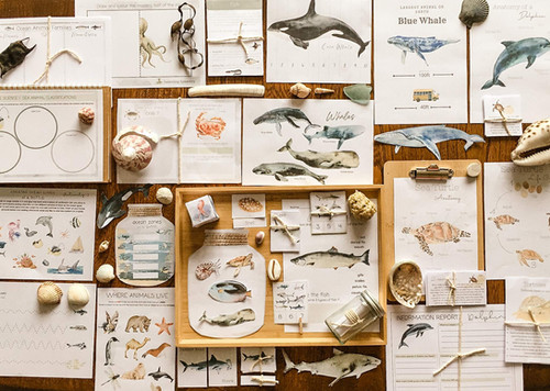 OCEAN ANIMAL- mega bundle | BarefootChild