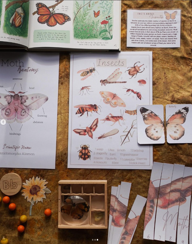 Insect bundle | BarefootChild