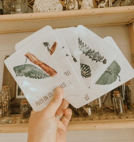 life cycle of a swallow tail poster+ flashcards | BarefootChild