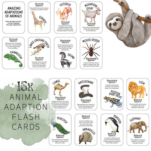 animal adaption flashcards x15 | BarefootChild