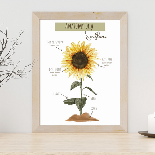 Sunflower anatomy poster | BarefootChild