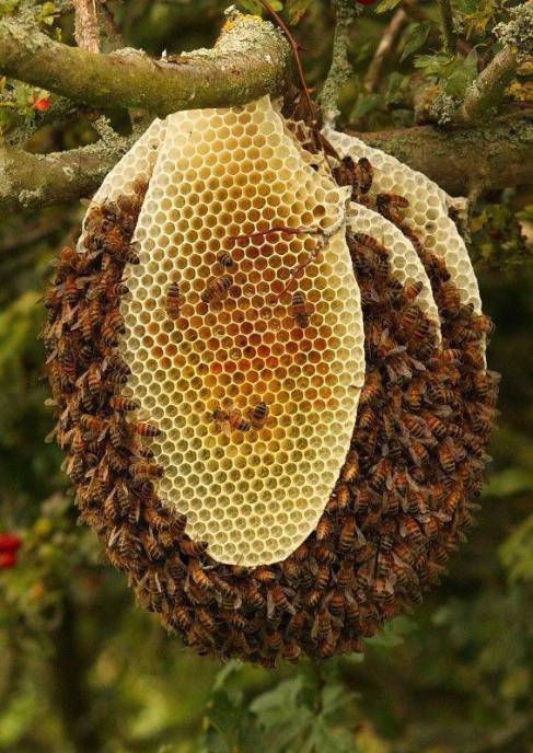 What is Natural Beekeeping