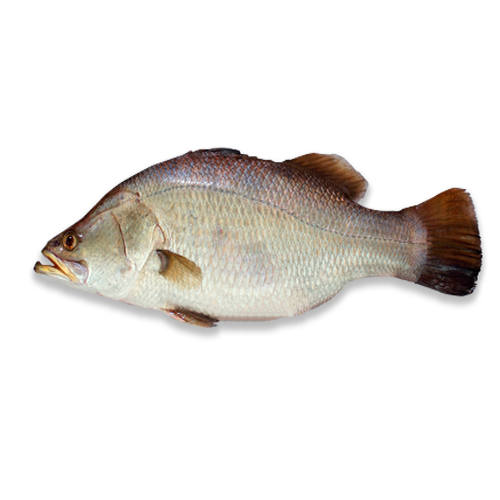 Barramundi