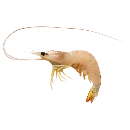 White Prawn