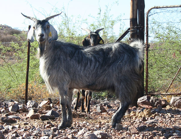 5 Goats Coffee Co. - Our Coffee