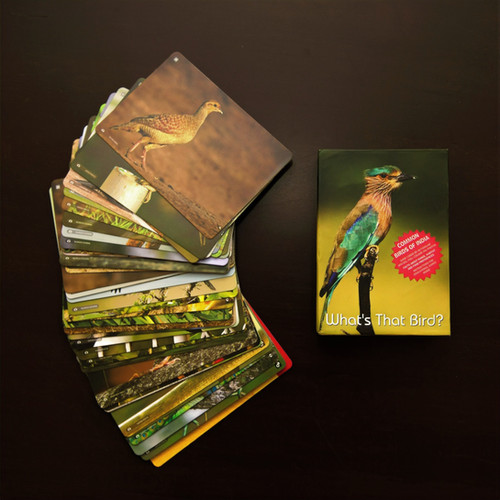 What's that Bird?' - Flashcard Set for Kids & Nature Enthusiasts