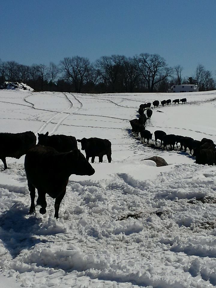 HOME | ridgehillfarm