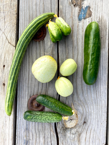 Cucumber - 4 Pack | Red Acre Farm CSA