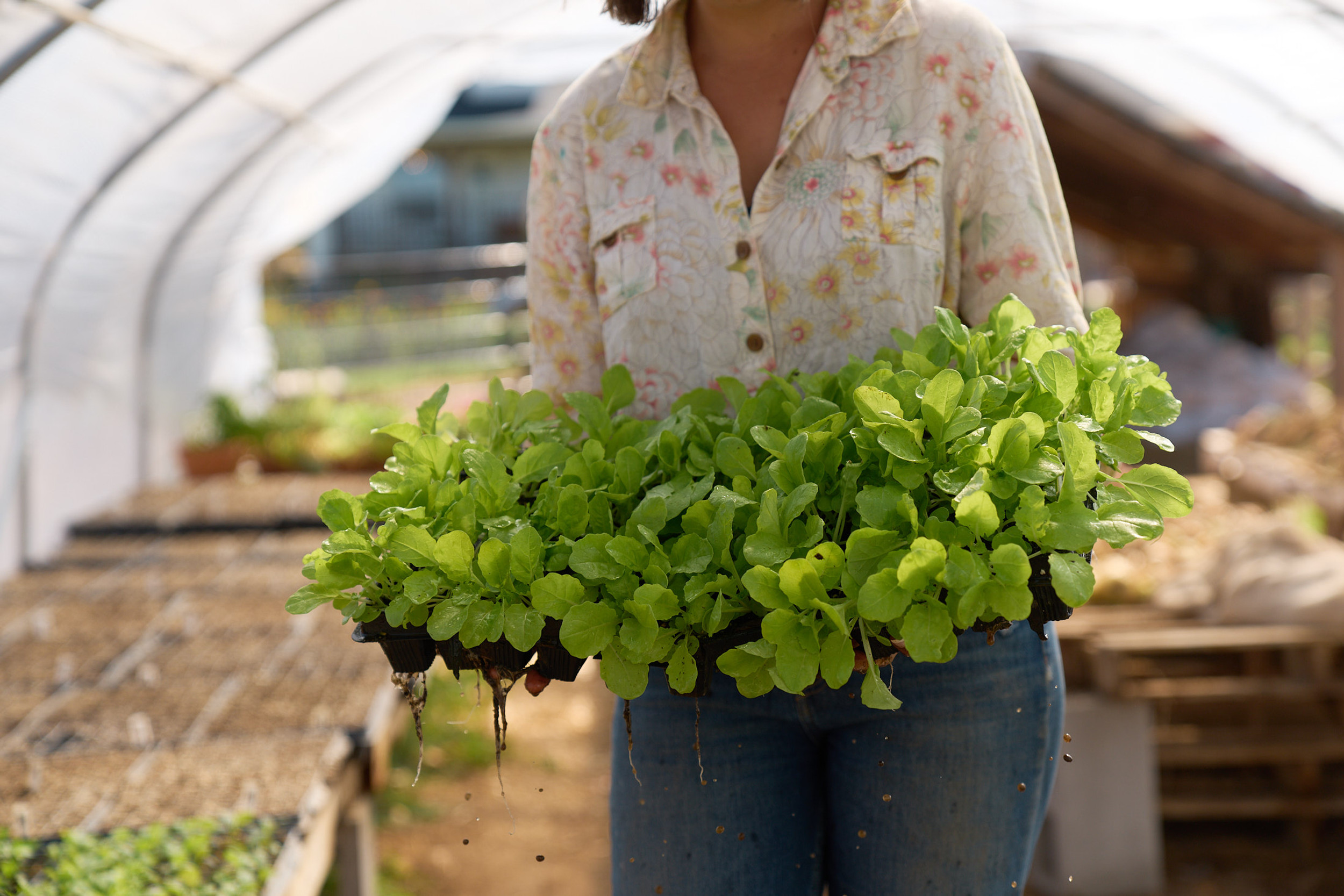Plant Sale | Red Acre Farm CSA