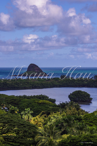 Mokoliʻi - Little Lizard | Moana Hau